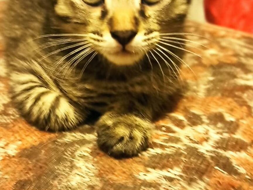 Отдам котят
