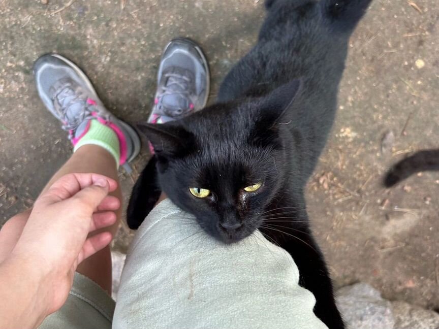 Кошки в добрые руки