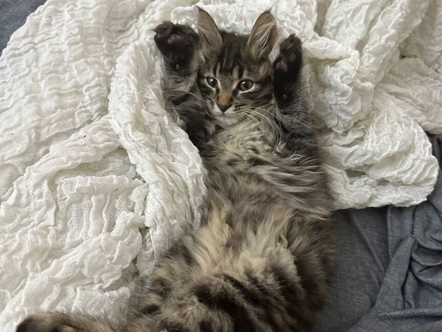 Отдадим котёнка (наполовину Мейн-кун)