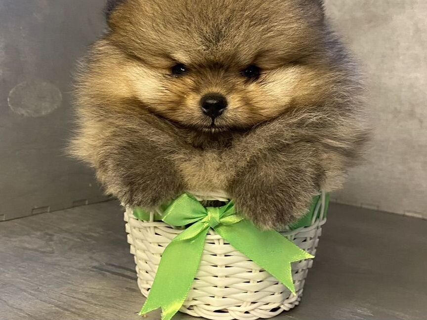 Померанский шпиц