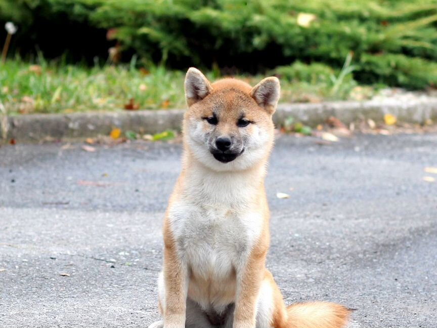 Милая красотка щенок сиба шиба ину