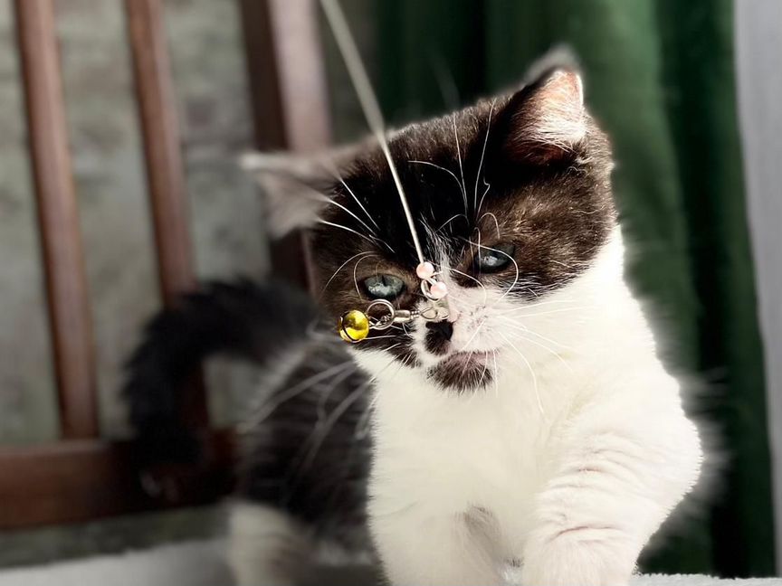 Манчкин аристократ