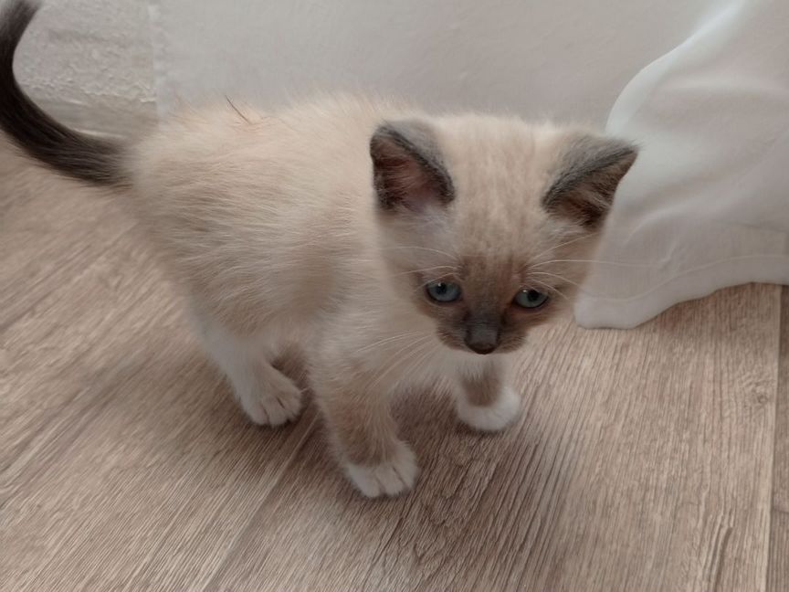 Котята 1.5 месяца. Мальчики