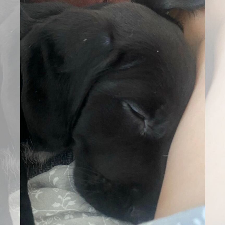 Маленькая комнатная собака