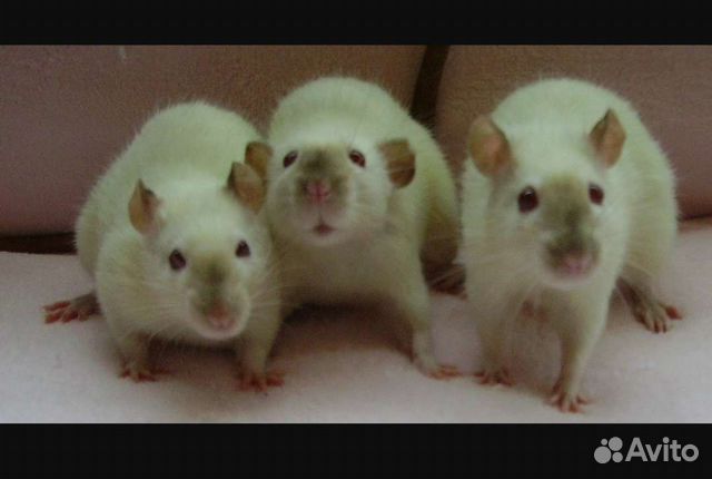 Сиамские крысята