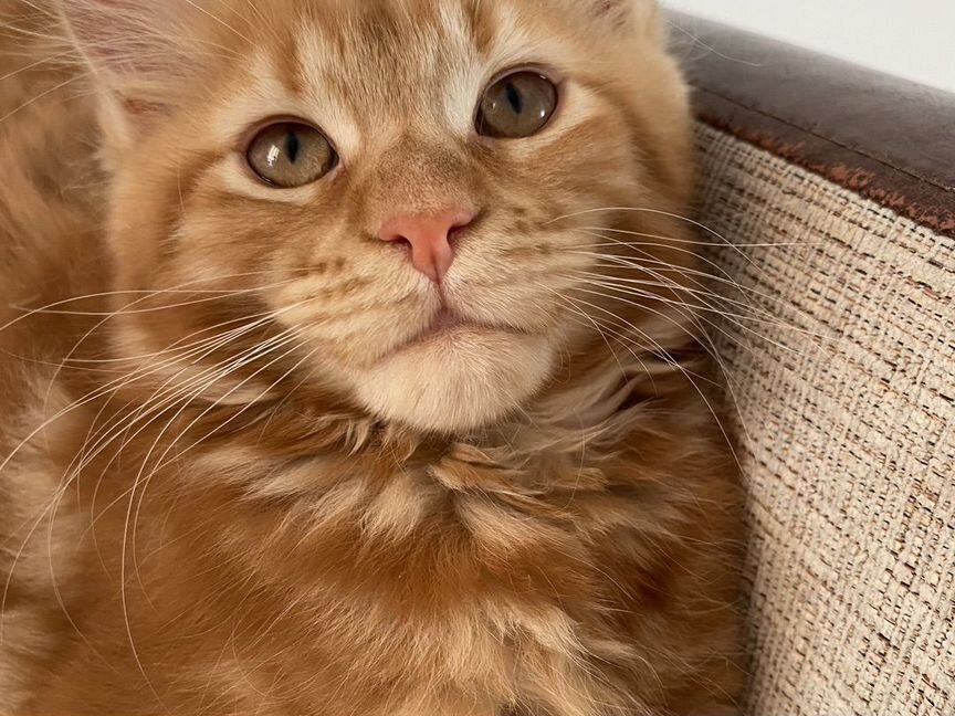 Котята мейн-кун