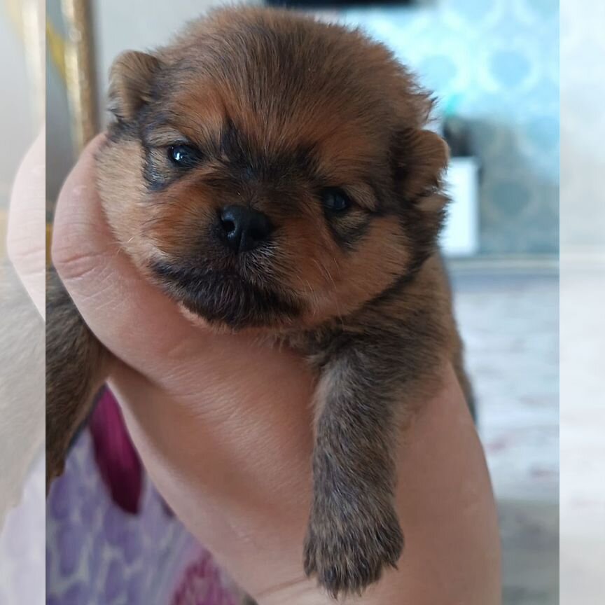 Померанский шпиц, щенок