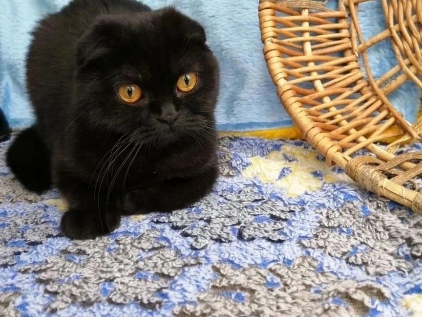 Шотландская вислоухая чёрная фолд