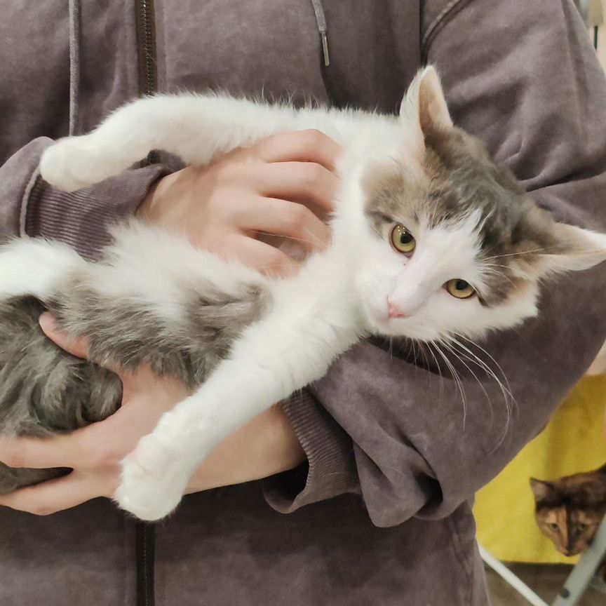 Котёнок в добрые руки