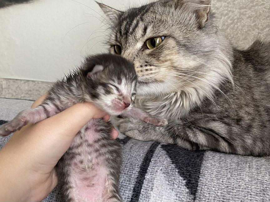 Сибирские котята в добрые руки