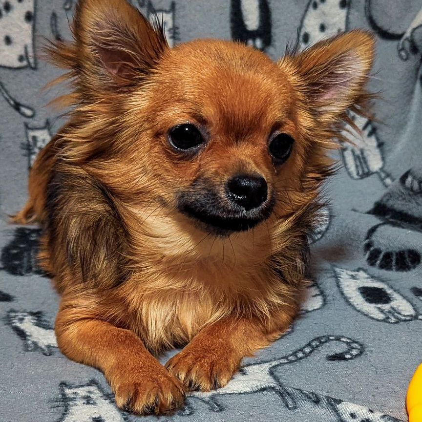 Чихуахуа девочка