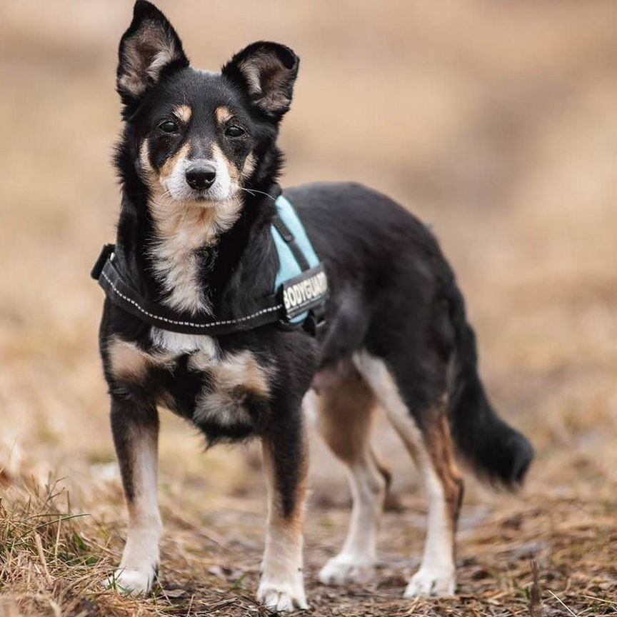 Взрослая собака в добрые руки