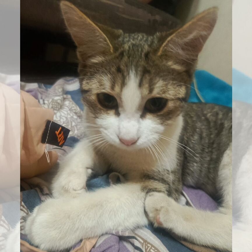 Котёнок мальчик очень ласковый, отдам бесплатно