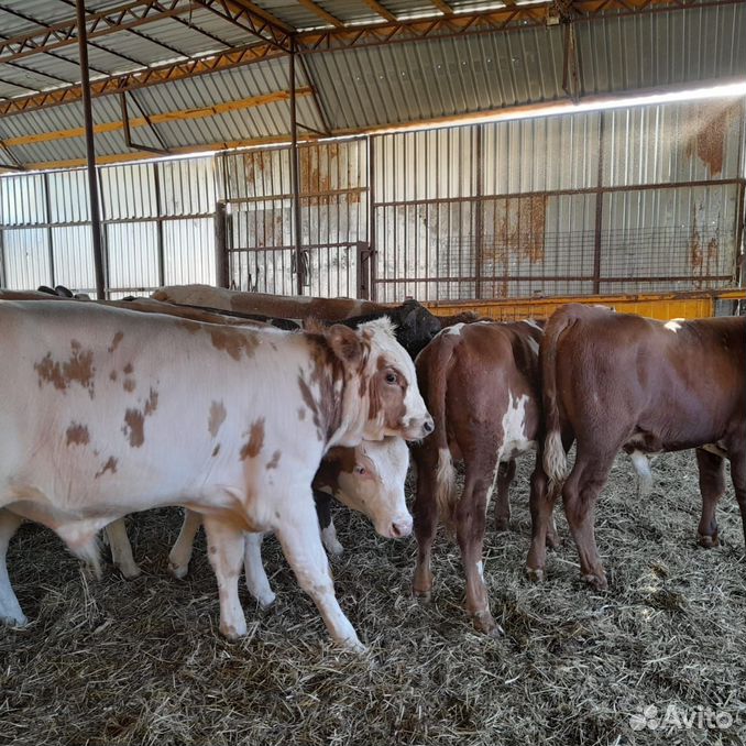 Бычки на откорм