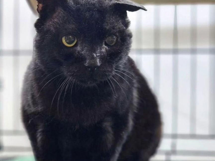 Трюфеля не замечают из-за внешности