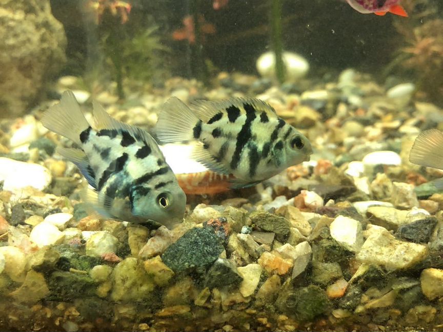 Сапфировый попугай