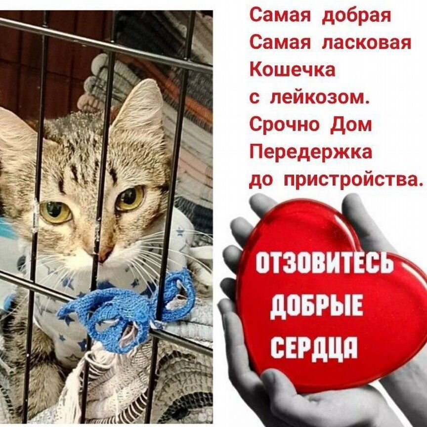 Сжальтесь над самой ласковой кошечкой