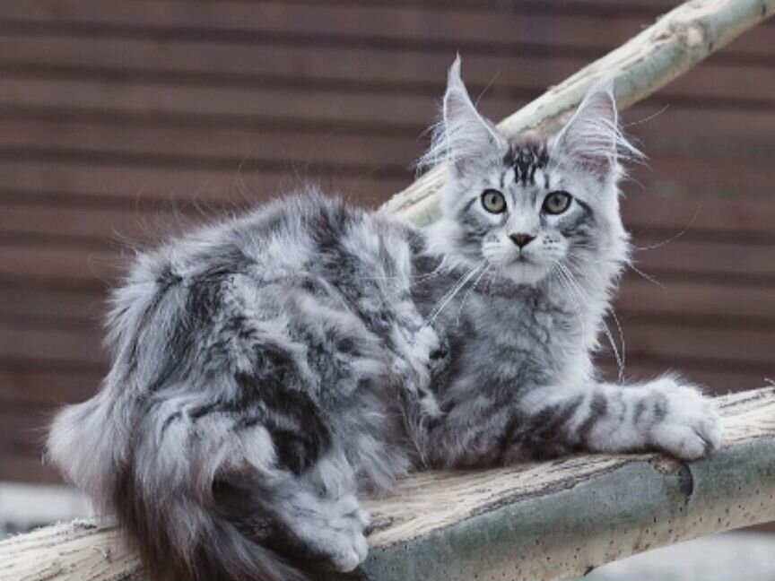 Коты мейн кун полидакт и черный классика