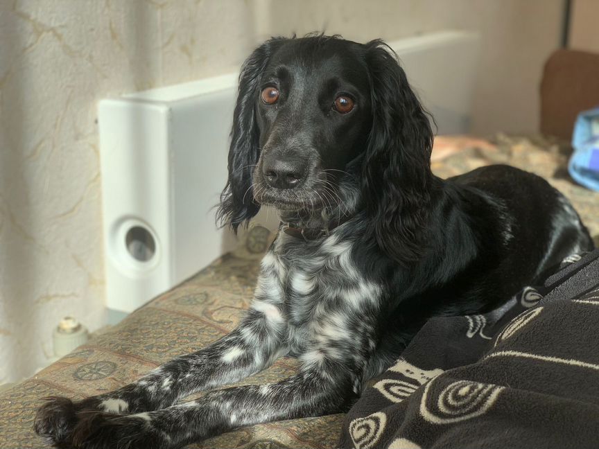 Русский охотничий спаниель