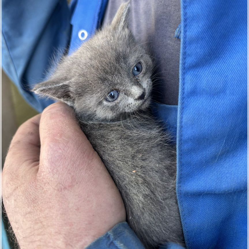 Котёнок в добрые руки