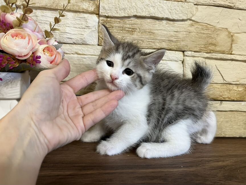Короткошерстные котики курильского бобтейла