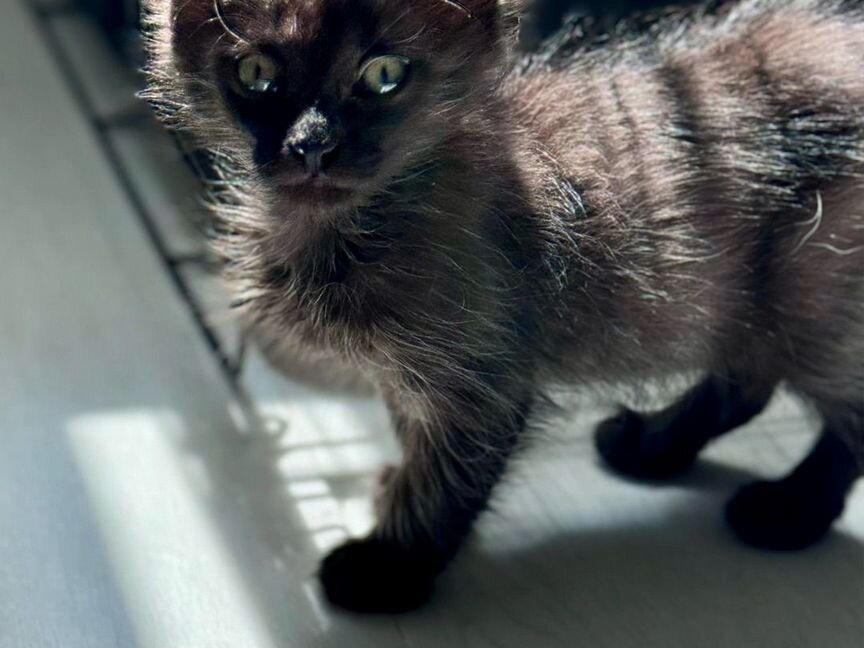 Котёнок