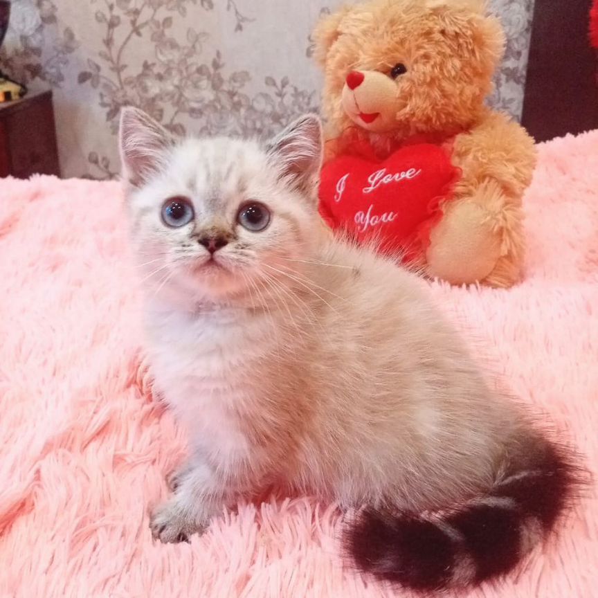 Шотландские котодетки окрас колор-пойнт