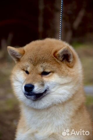 Девочка Сиба «Дюймовочка»