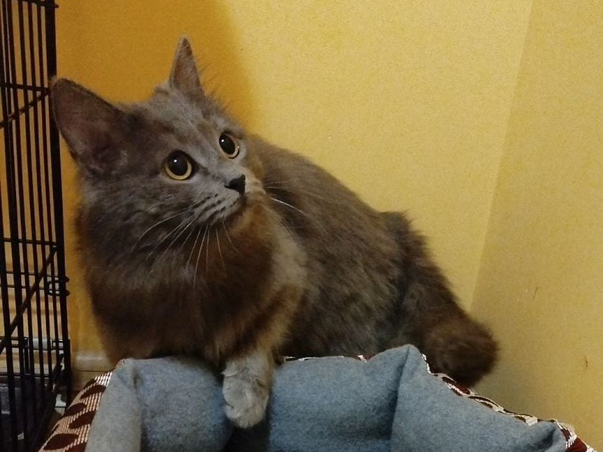 Котик в добрые руки