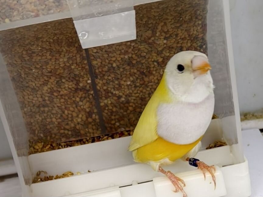 Амадины гульда/ самец