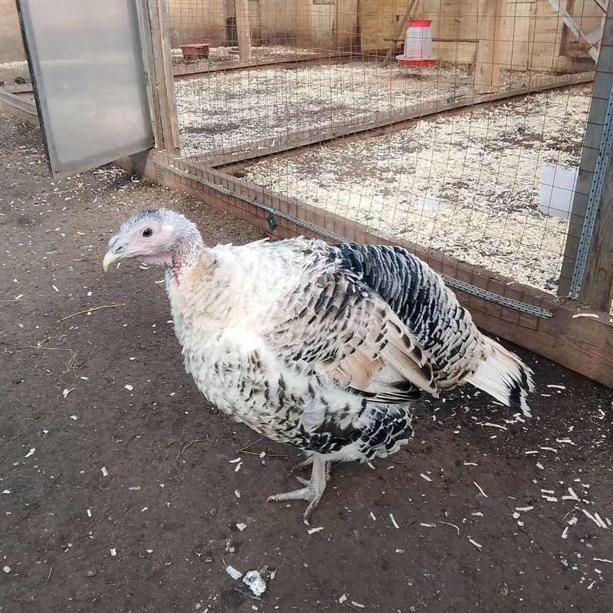 Индюк ручной, индюшка 10 месяцев