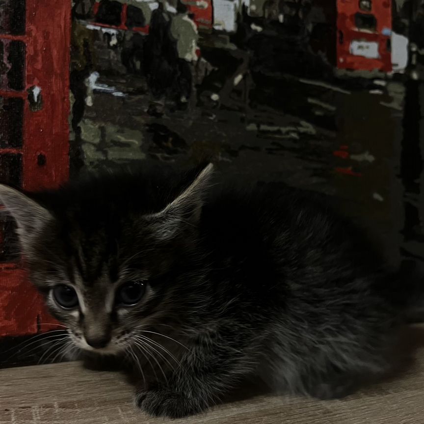 Котёнок в добрые руки