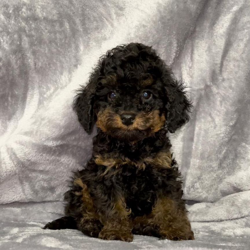 Той-пудель phantom