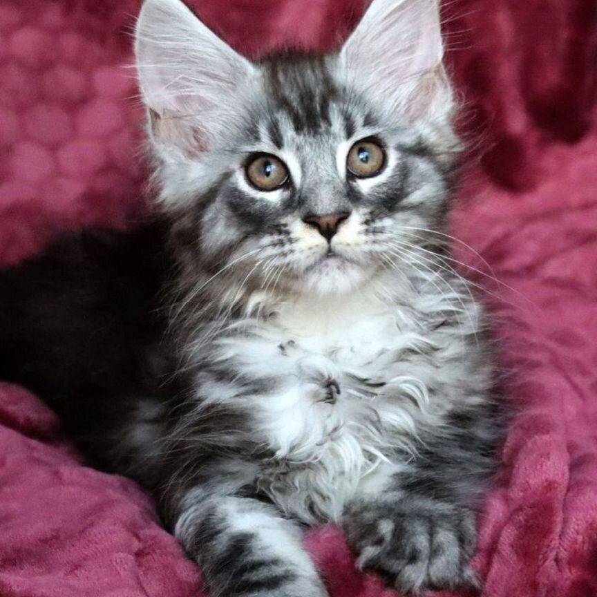 Котята мейн-кун