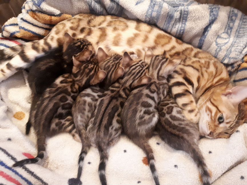 Бенгальские котята