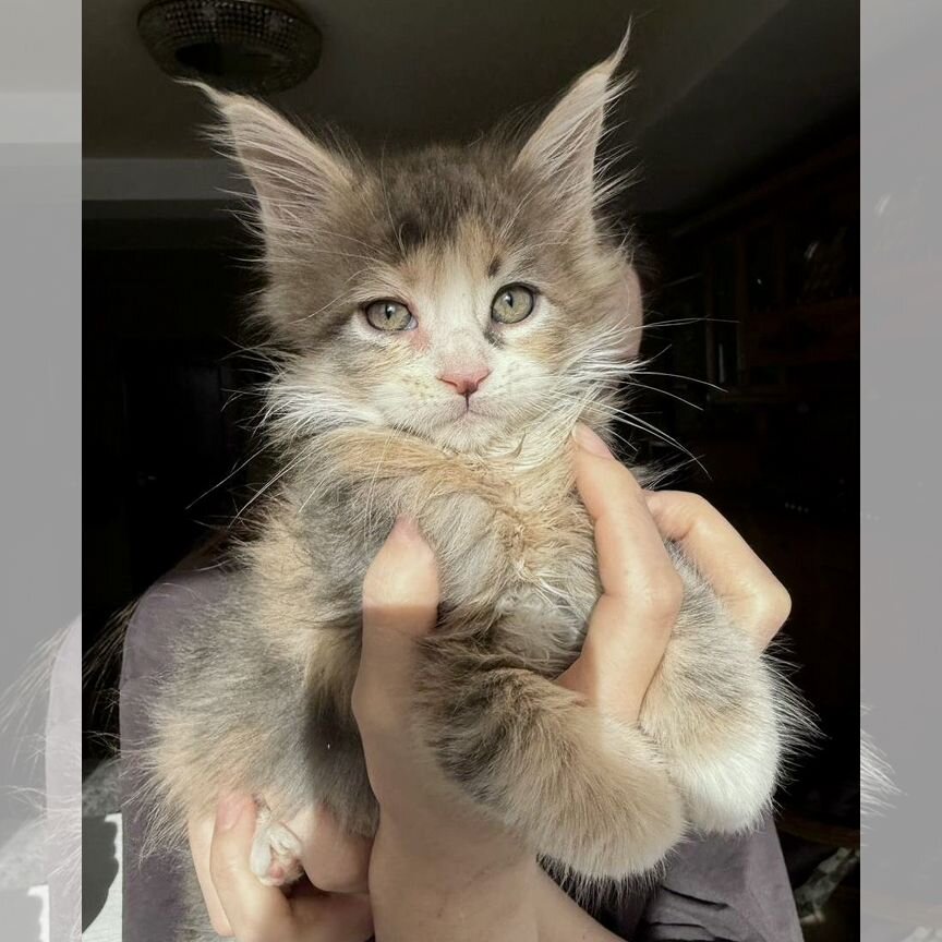 Мейн-кун котёнок