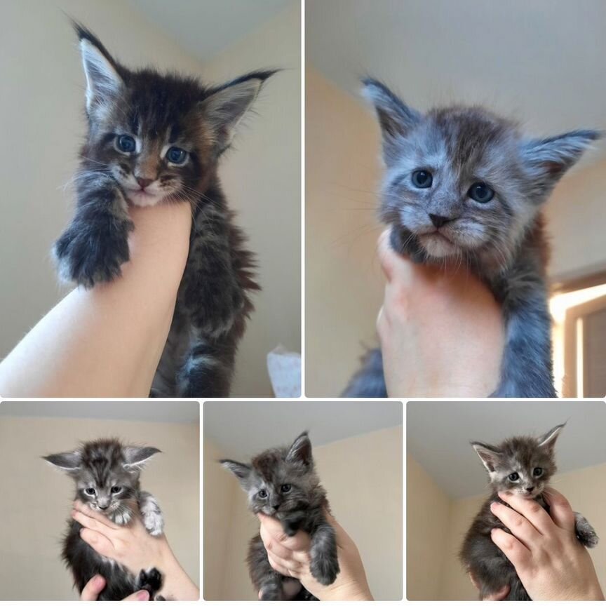 Мейн-кун котята