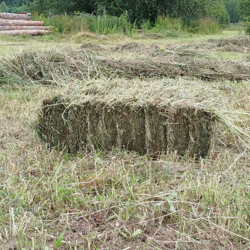Сено в квадратных тюках