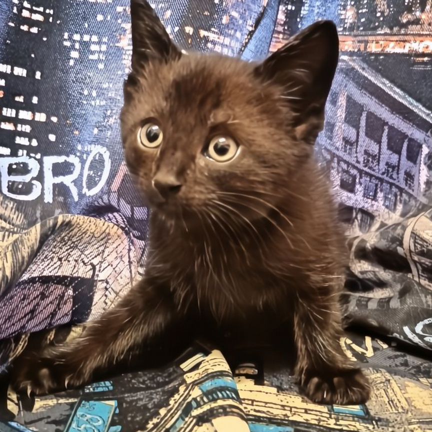 Котёнок в добрые руки