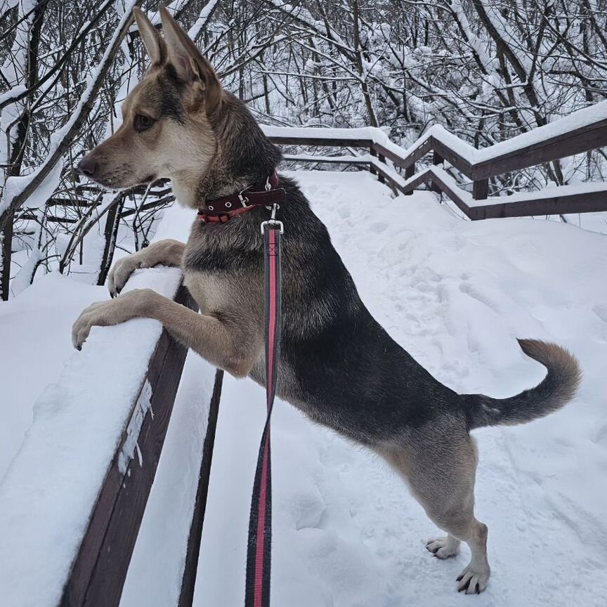 Австралийский келпи, взрослая собака
