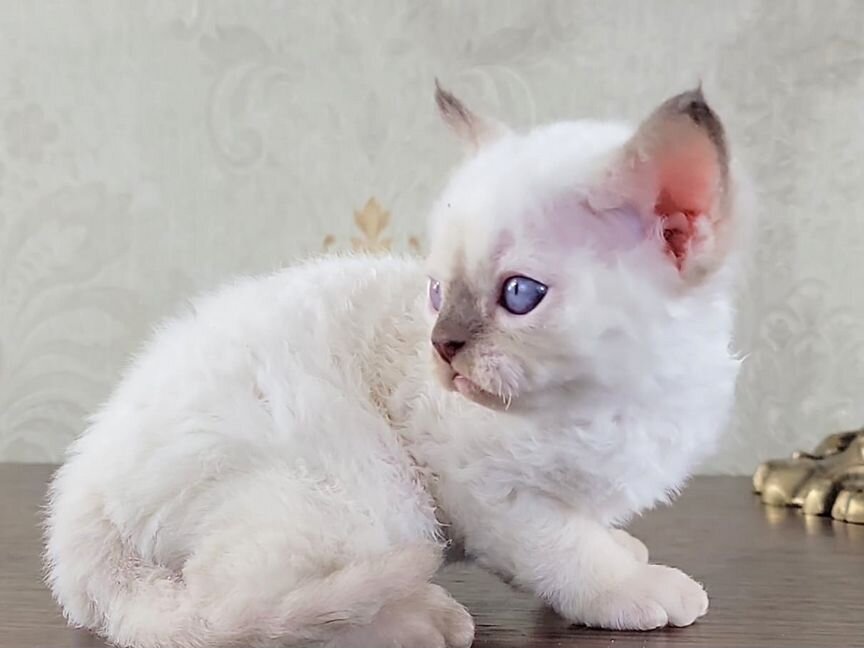 Котята девон-рекс - Дорого