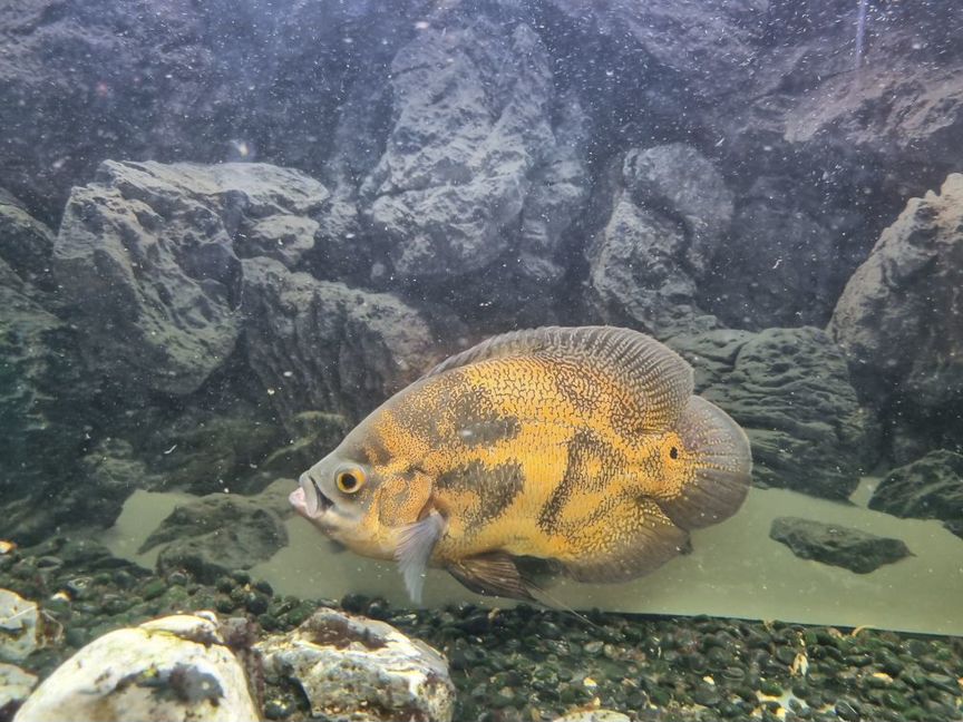 Астронотус