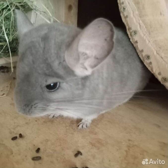 Шиншилла мальчик