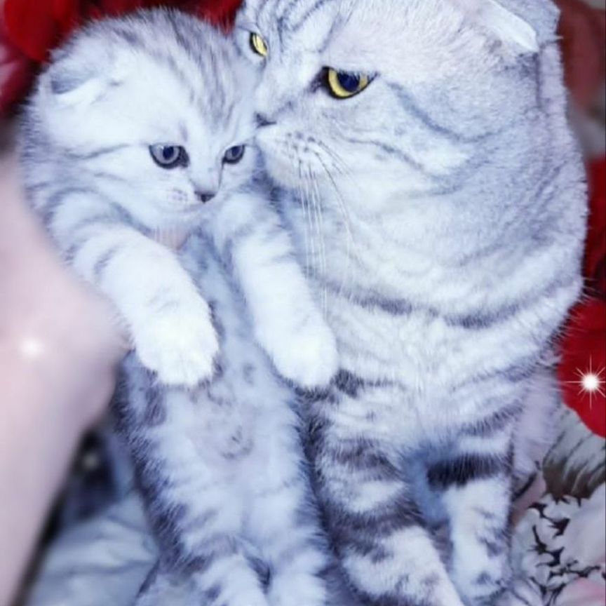 Шотландские вислоухие котята