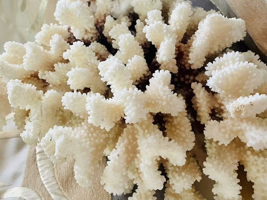 Морские кораллы