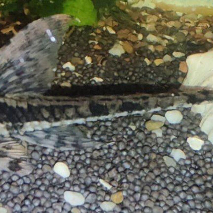 Стурисома панамская