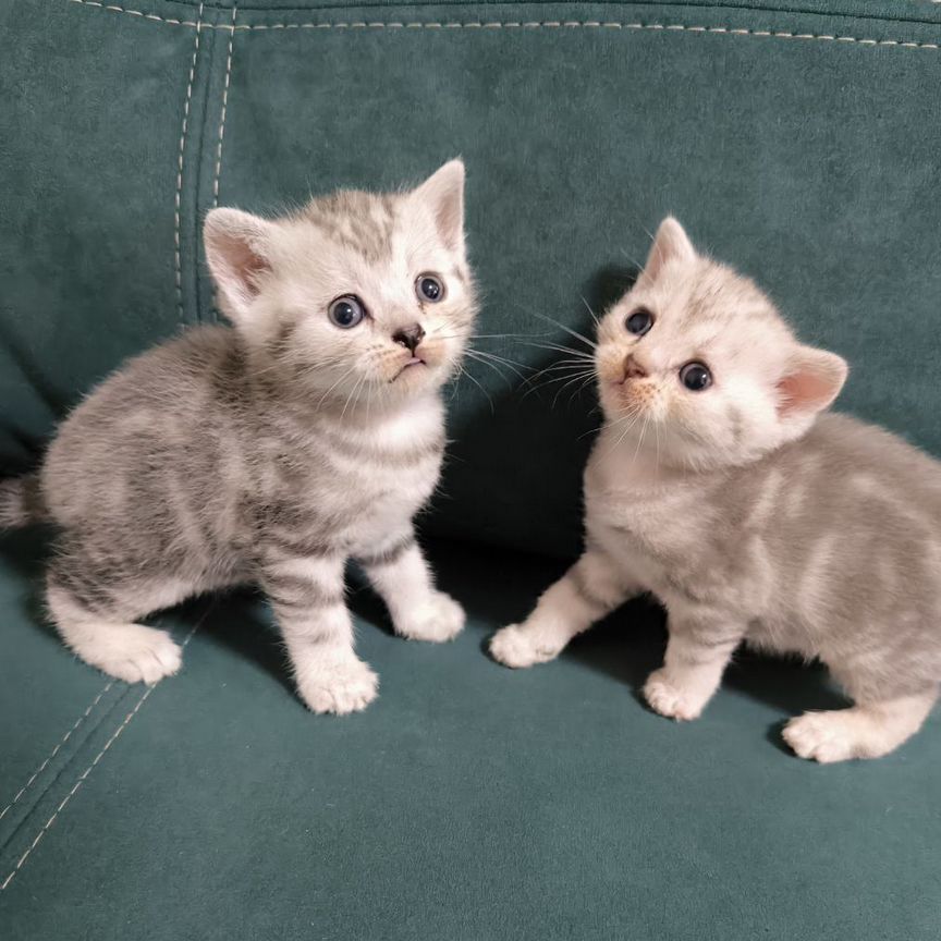 Британская