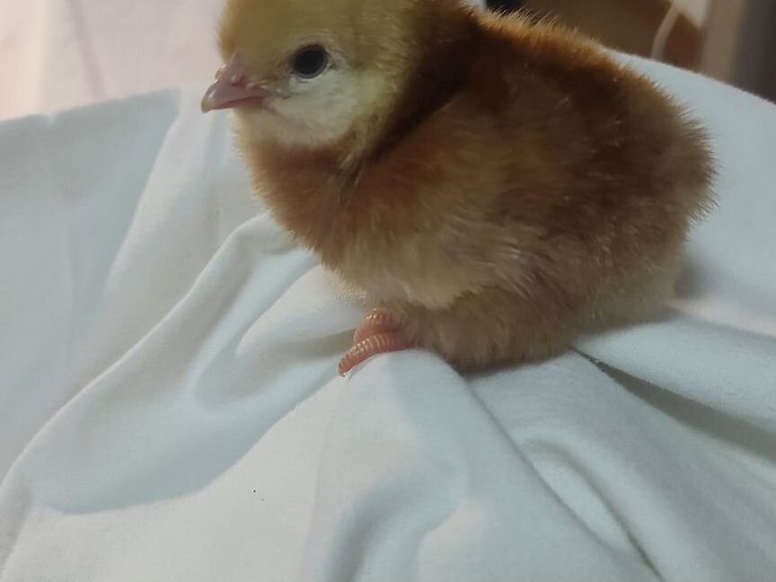 Цыплята суточные несушки