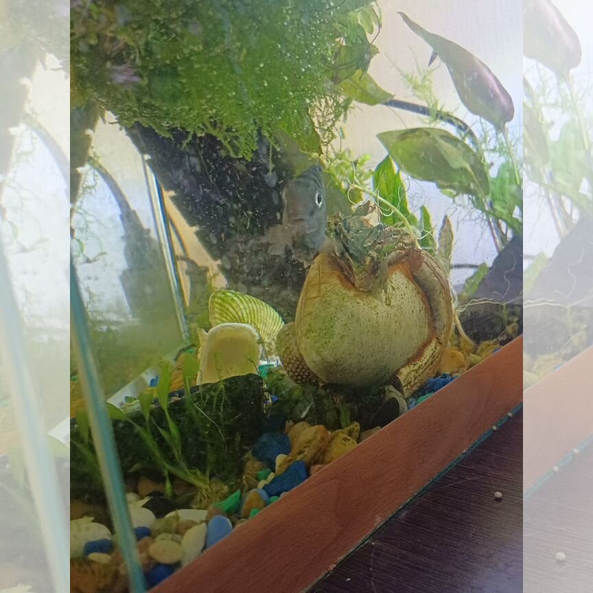 Аквариум с рыбами