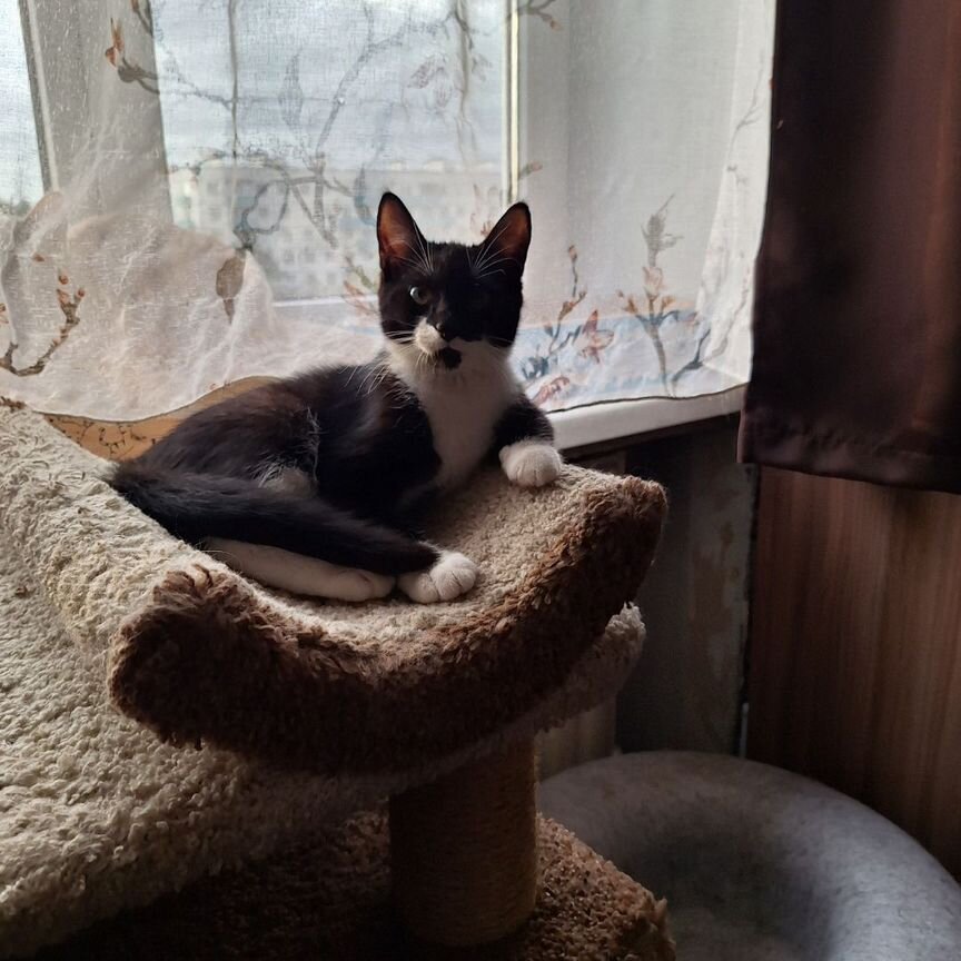 Котик Лаки ищет дом